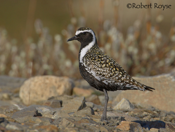 Pacific Golden-Plover