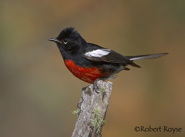 Painted Redstart