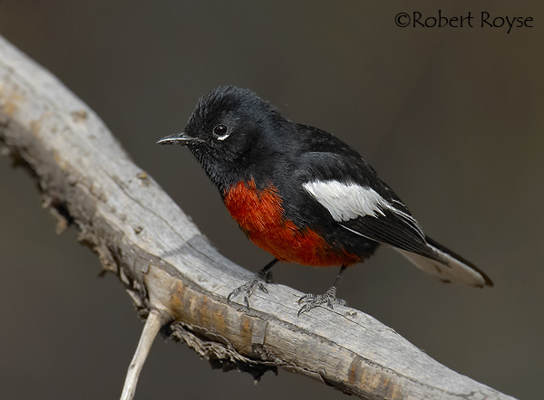 Painted Redstart