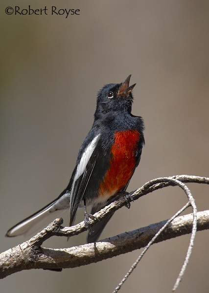 Painted Redstart