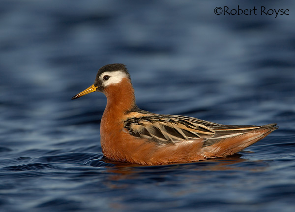 Red Phalarope