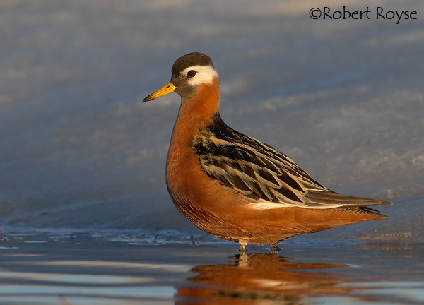 Red Phalarope