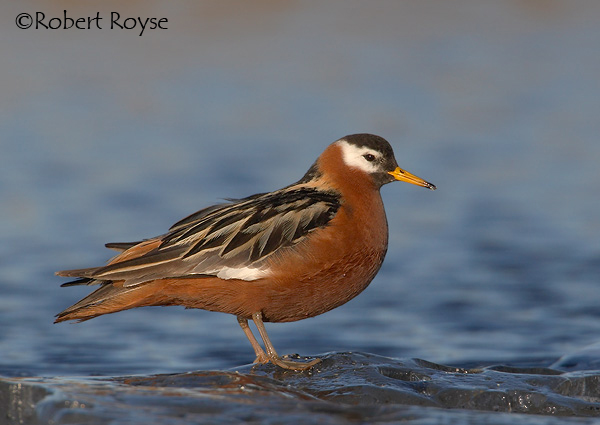 Red Phalarope
