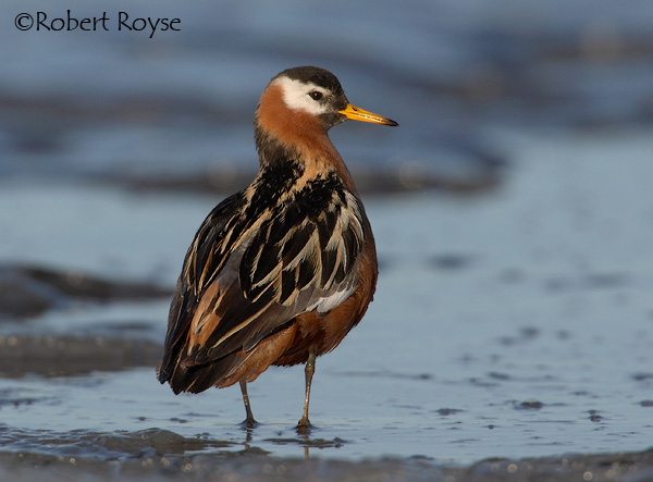 Red Phalarope