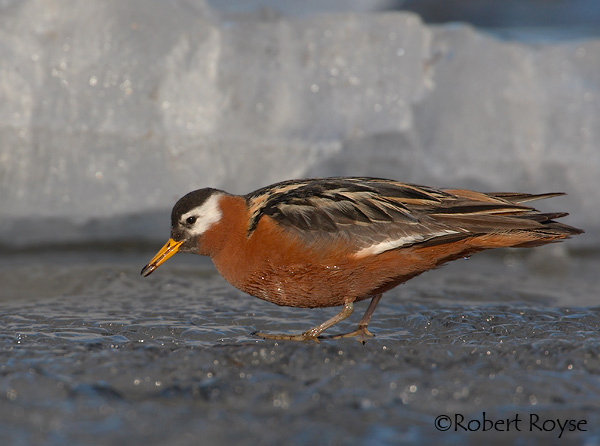 Red Phalarope