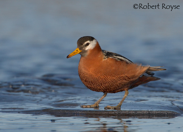 Red Phalarope