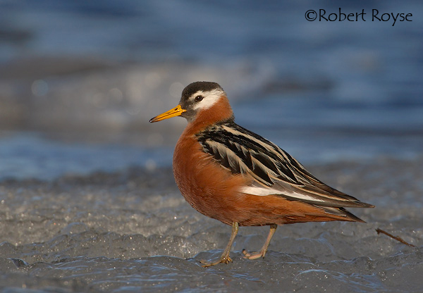 Red Phalarope