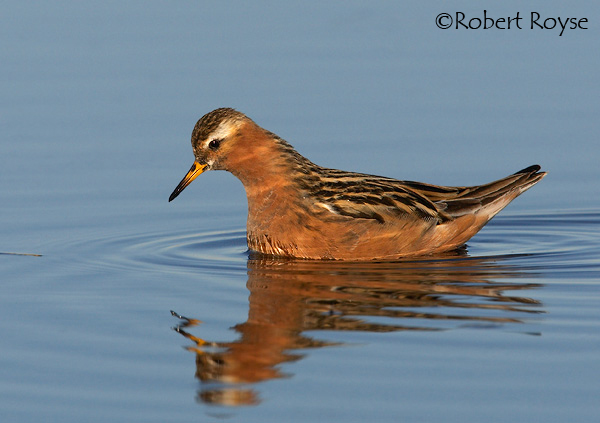 Red Phalarope