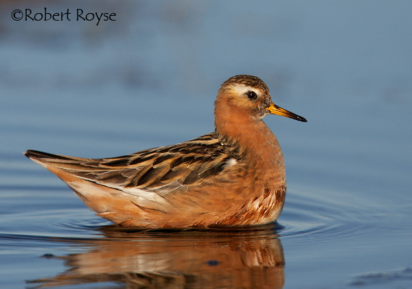 Red Phalarope