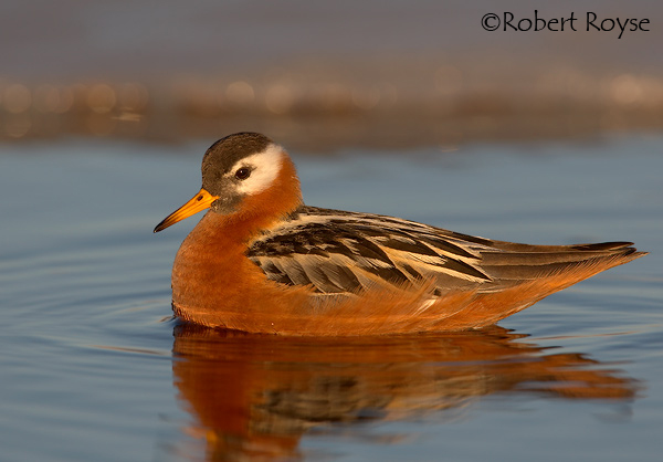 Red Phalarope
