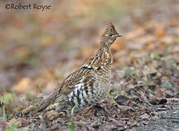 Ruffed Grouse