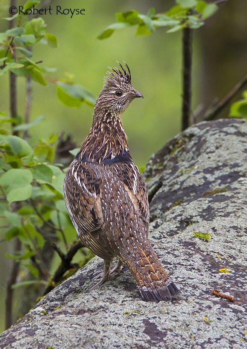 Ruffed Grouse