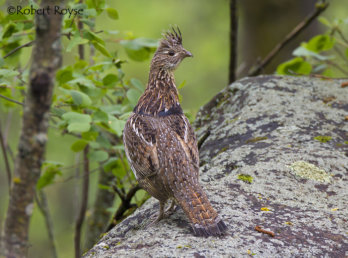 Ruffed Grouse