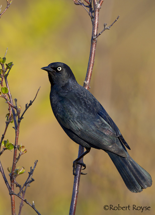 Rusty Blackbird
