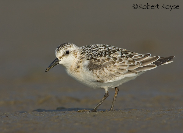 Sanderling