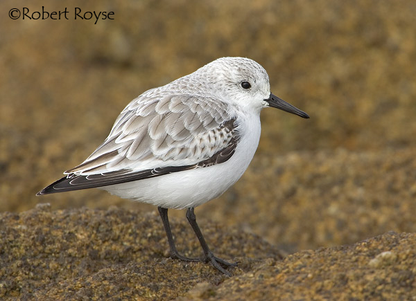 Sanderling