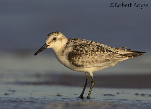Sanderling