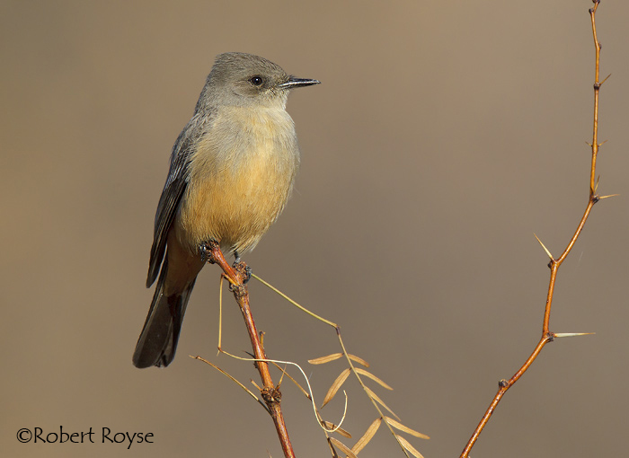 Say's Phoebe
