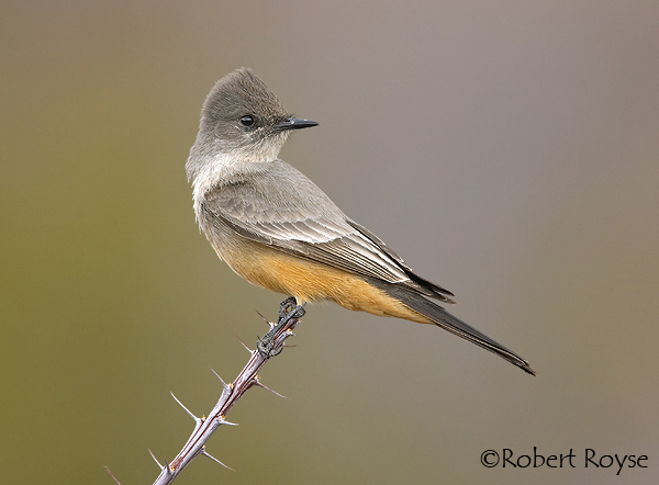 Say's phoebe - Alchetron, The Free Social Encyclopedia