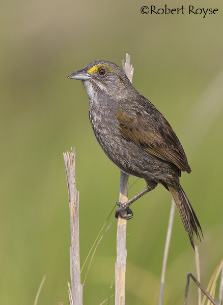 Seaside Sparrow