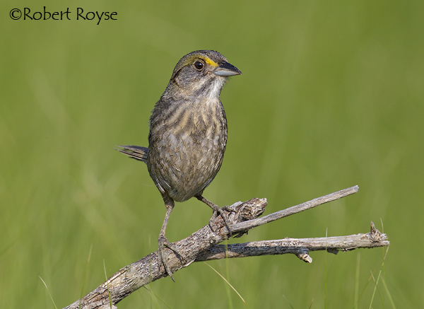 Seaside Sparrow
