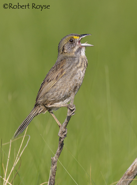 Seaside Sparrow