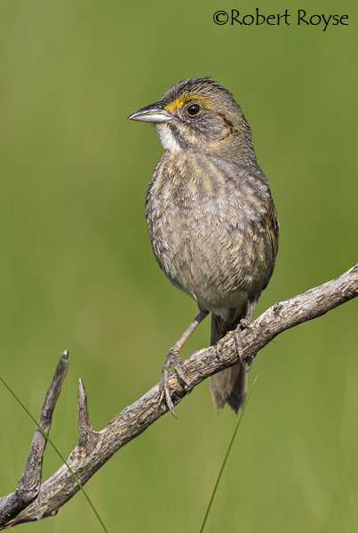 Seaside Sparrow