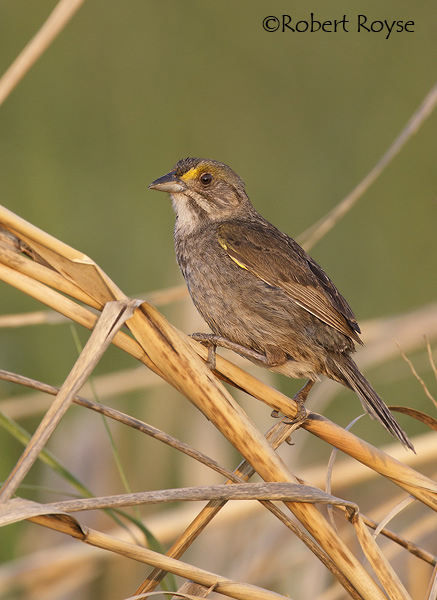 Seaside Sparrow