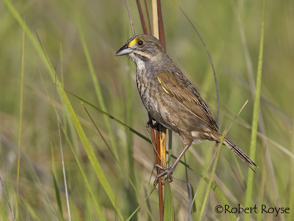 Seaside Sparrow