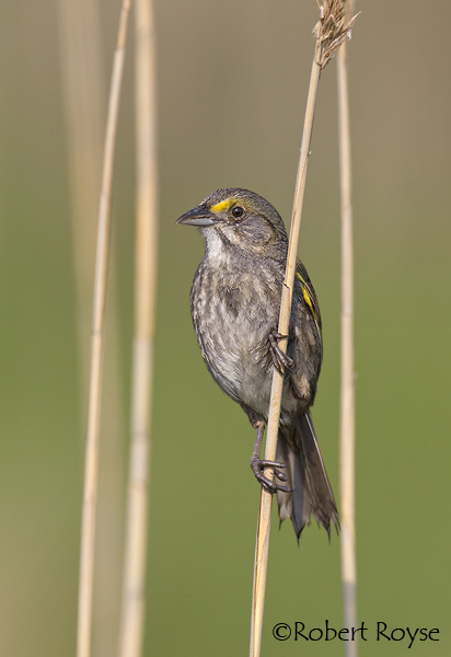 Seaside Sparrow