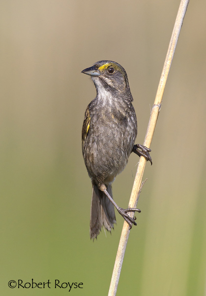 Seaside Sparrow