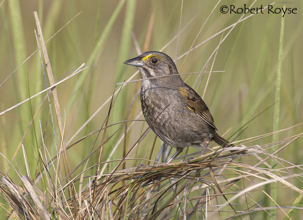 Seaside Sparrow