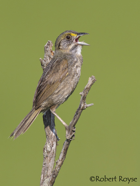 Seaside Sparrow