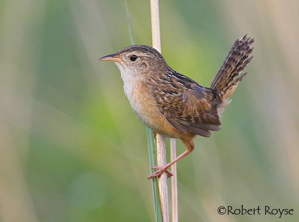 Sedge Wren