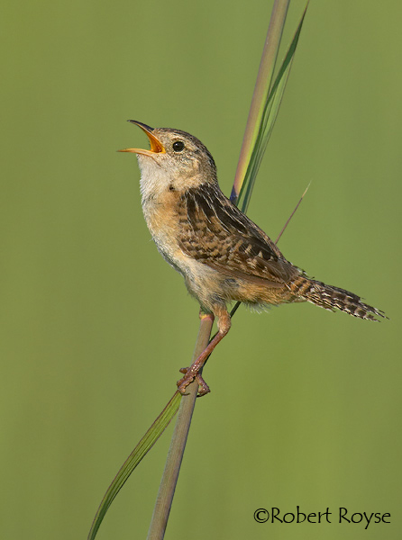 Sedge Wren