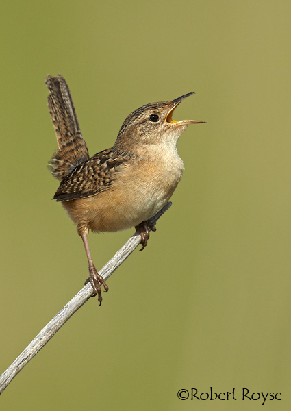 Sedge Wren