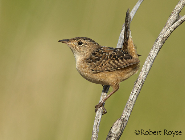 Sedge Wren