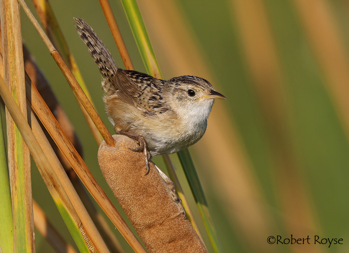 Sedge Wren