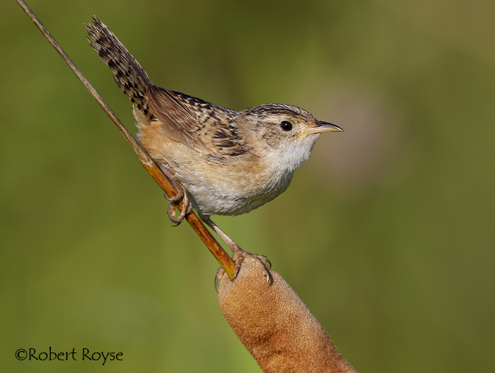 Sedge Wren