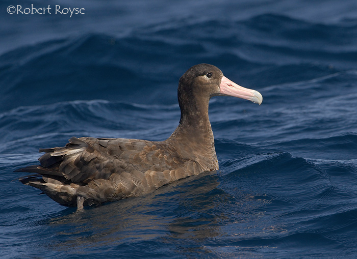 Short-tailed Albatross