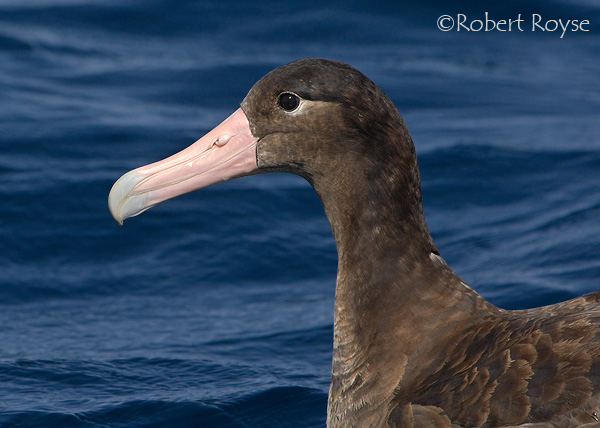 Short-tailed Albatross
