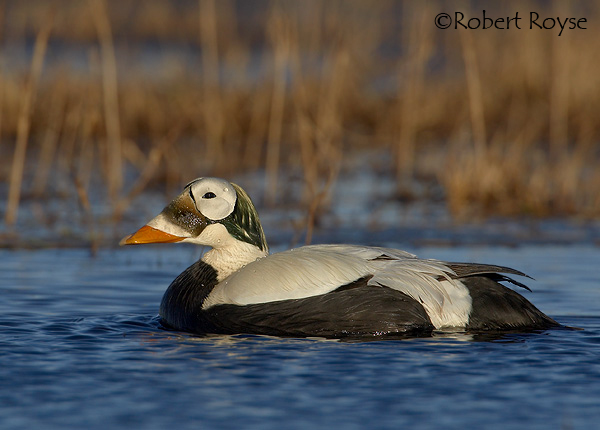 Spectacled Eider