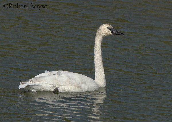 Trumpeter Swan