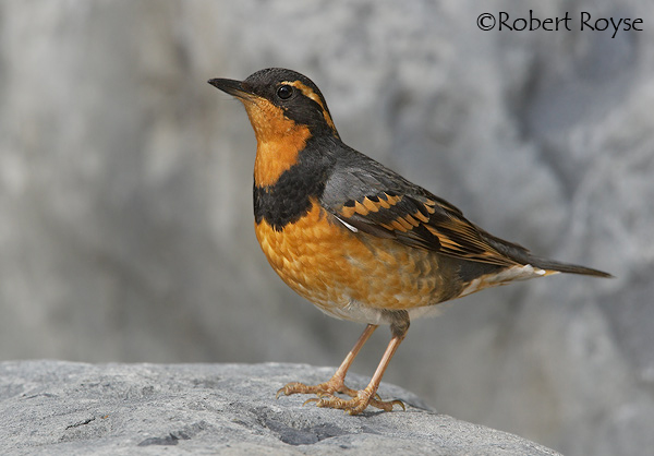 Varied Thrush