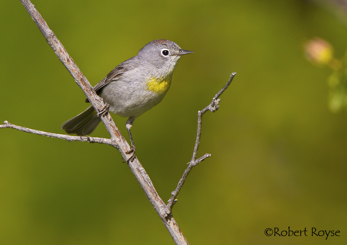 Virginia's Warbler