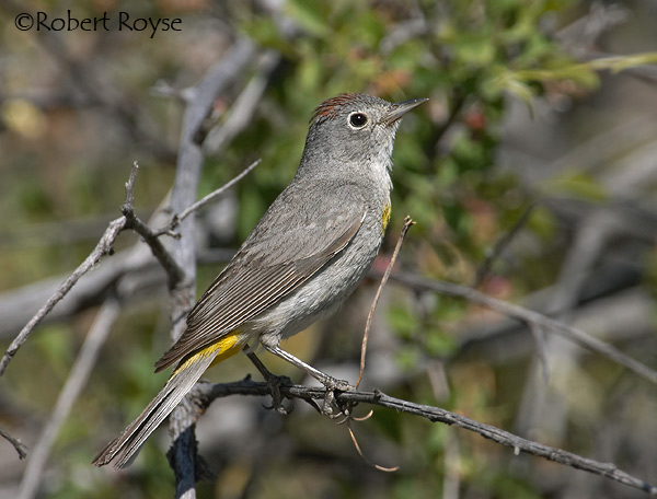 Virginia's Warbler