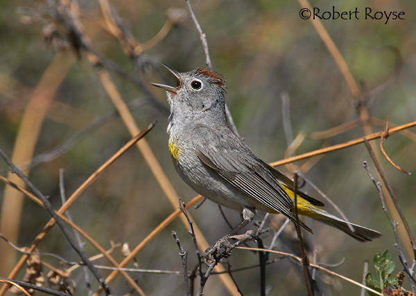 Virginia's Warbler