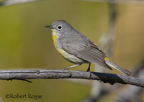 Virginia's Warbler