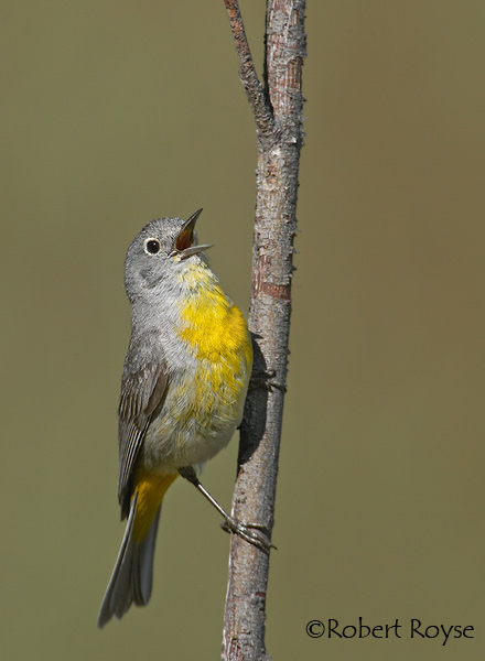 Virginia's Warbler