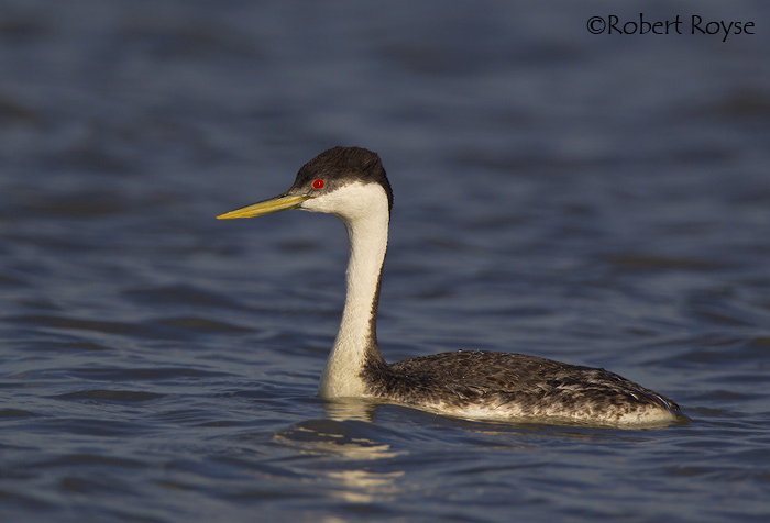 Western Grebe